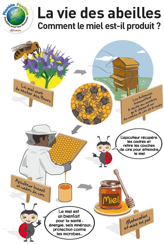 Les abeilles en danger